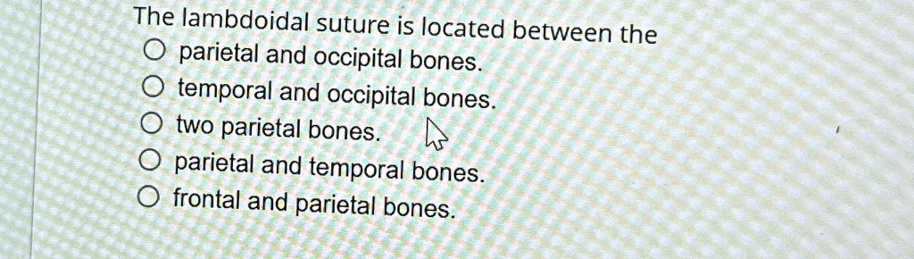 SOLVED: The lambdoidal suture is located between the parietal and ...