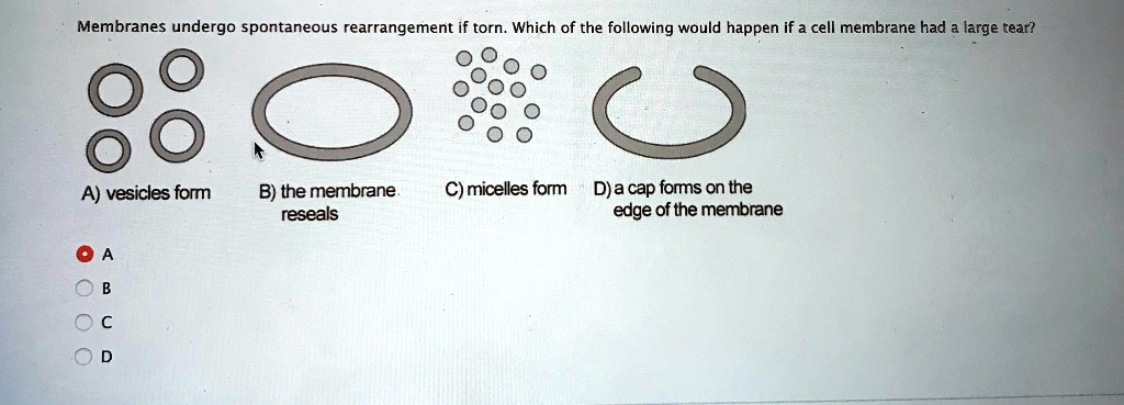 SOLVED: Membranes undergo spontaneous rearrangement if torn. Which of ...