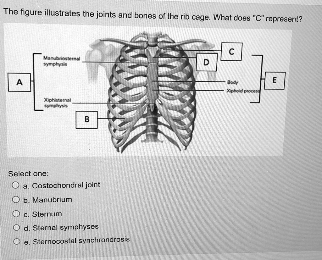 SOLVED: The figure illustrates the joints and bones of the rib cage ...