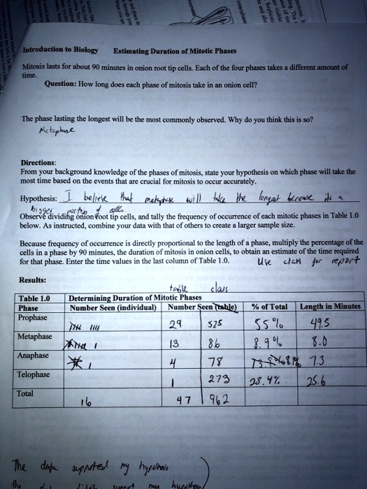 Onion Cell Mitosis Lab Answer Key