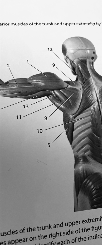 superior muscles of the trunk and upper extremity by muscles of the ...
