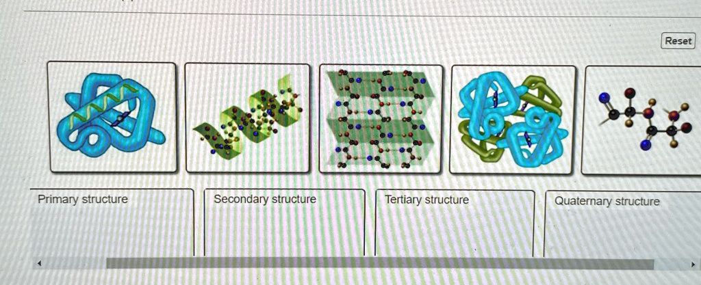 Primary structure Secondary structure Tertiary structure Quaternary structure