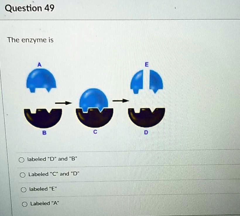 SOLVED: Question 49 The enzyme is labeled "D" and "B" Labeled "C" and ...