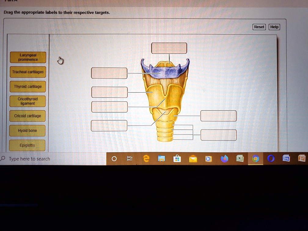 Larynx Cartilage Type