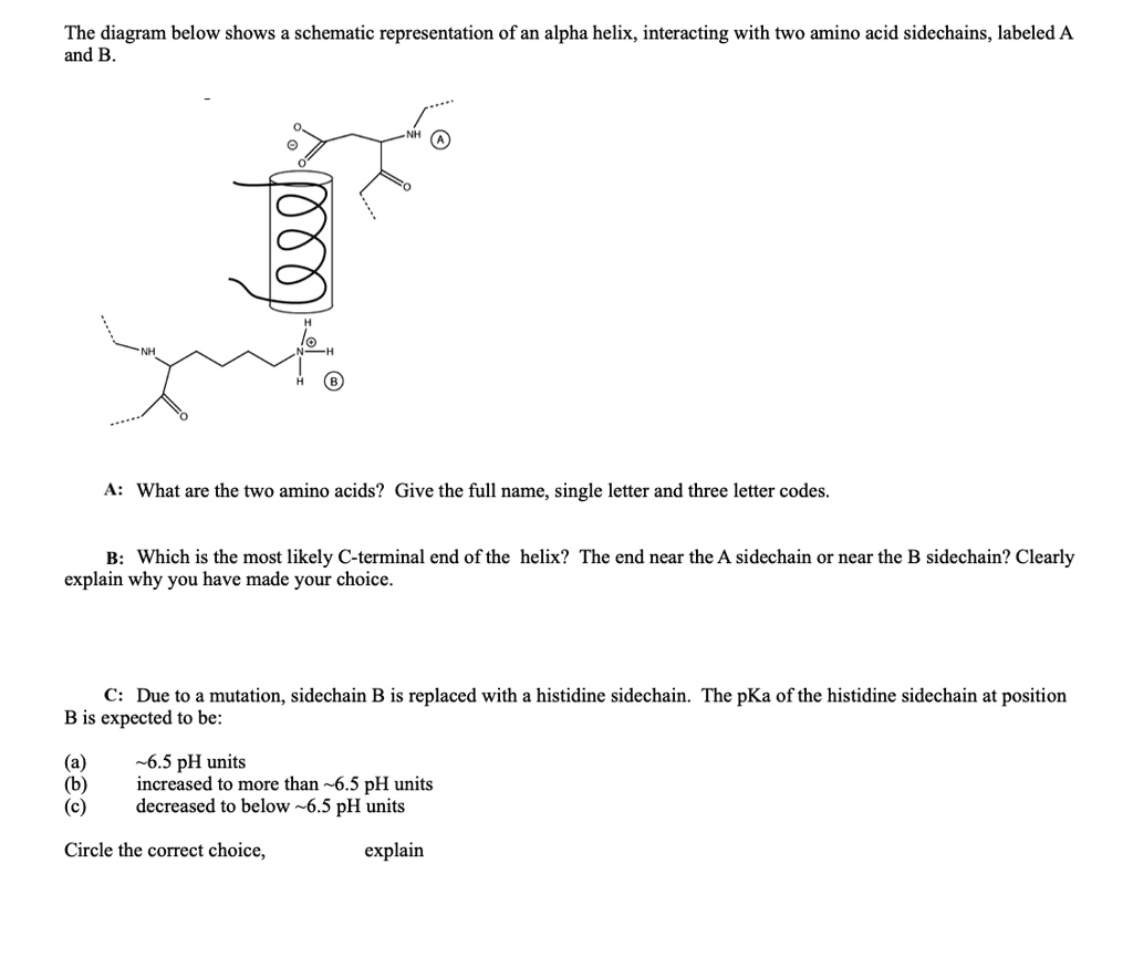 The diagram below shows a schematic representation of an...