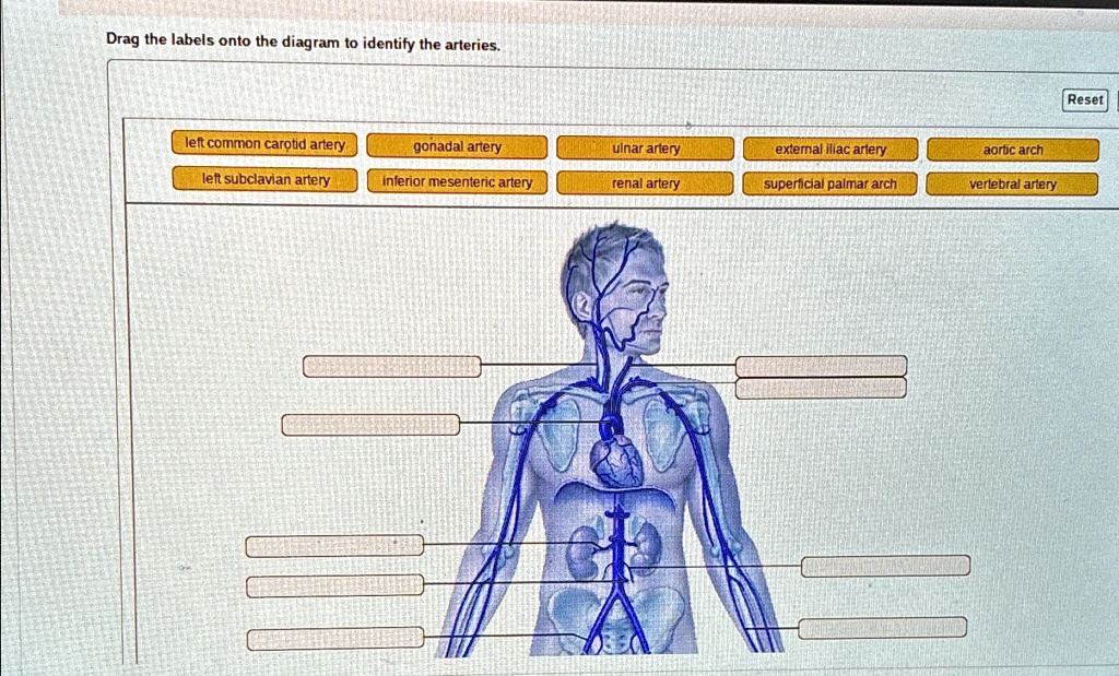 Drag the labels onto the diagram to identify the arteries. left common carotid artery gonadal ...