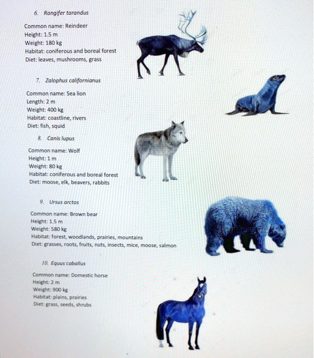 rangifer tarandus common name reindeer height weight 180 kg habitat ...