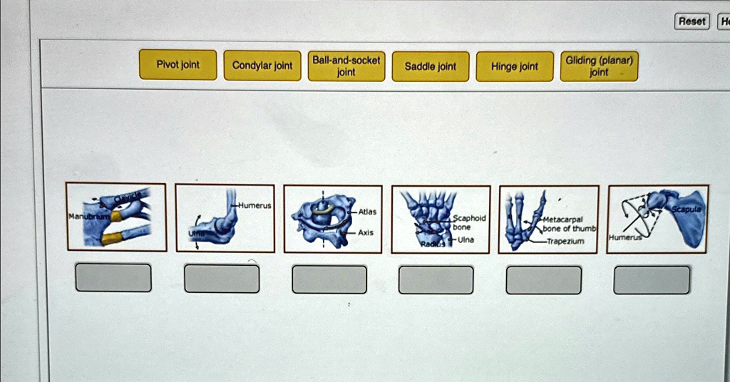 Reset He Pivot joint Condylar joint Ball-and-socket joint Saddle joint ...