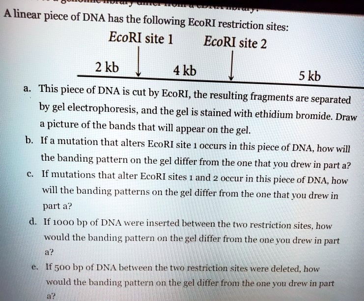 a linear piece of dna has the following ecori restriction sites ecori ...