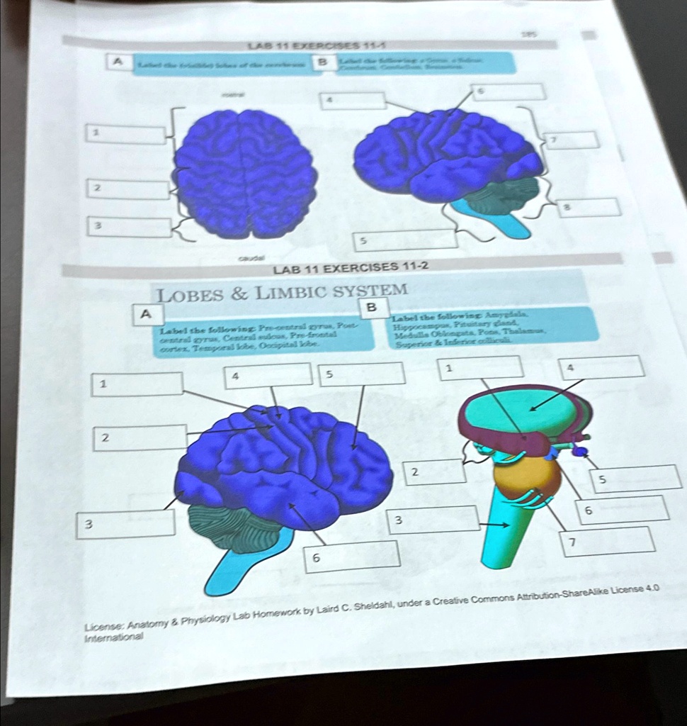 lab 11 exercises 11 2 lobes limbic system label the following amygdala hippocampus pituitary ...