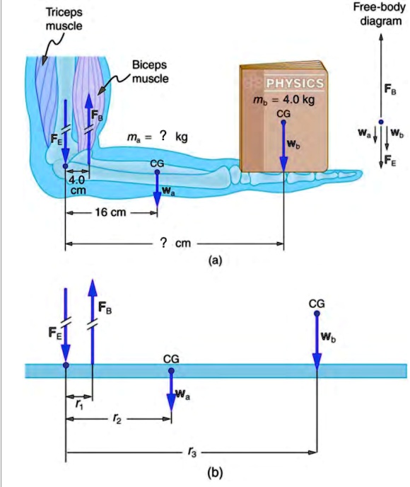 SOLVED: Calculate the force the biceps muscle must exert to hold the ...