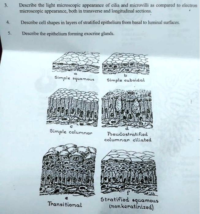 describe the light microscopic appearance of cilia and microvilli as ...