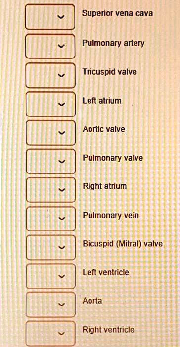 Superior vena cava Pulmonary artery Tricuspid valve Left atrium Aortic ...