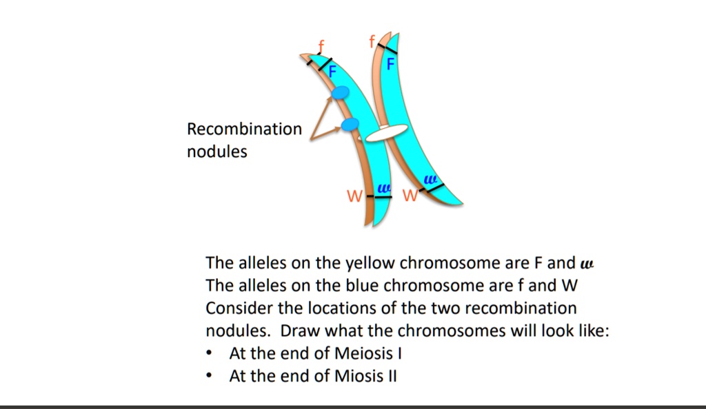 SOLVED:Recombination nodules W W= The alleles on the yellow chromosome ...