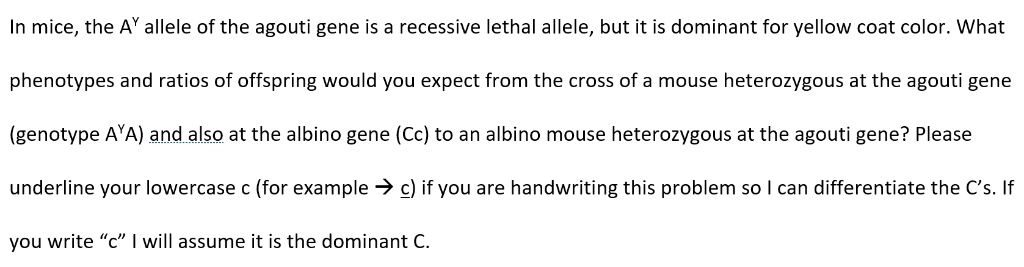 SOLVED: In mice, the AY allele of the agouti gene is a recessive lethal ...