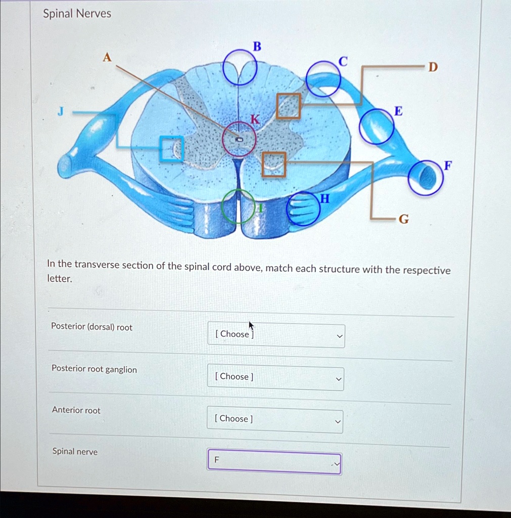 spinal nerves in the transverse section of the spinal cord above match each structure with the ...