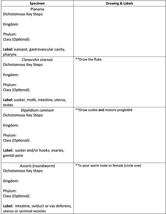 SOLVED: Specimen Planaria Dichotomous Key - Steps: Drawing Labels ...
