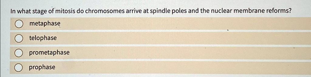 In what stage of mitosis do chromosomes arrive at spindle poles and the ...
