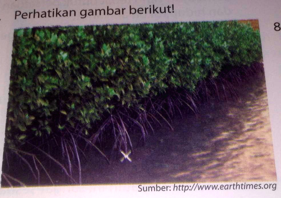 SOLVED: perhatikan gambar berikut! Bagian yang bertanda X berguna untuk ... SOLVED: perhatikan gambar berikut! Bagian yang bertanda X berguna untuk ...
