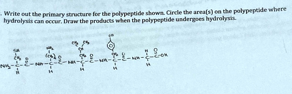 Write out the primary structure for the polypeptide shown. Circle the ...