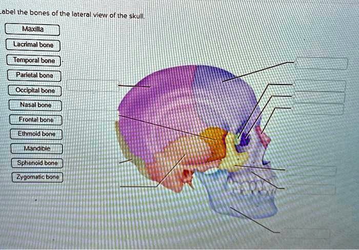 SOLVED: Abel the bones of the lateral view of the skull. Maxilla ...