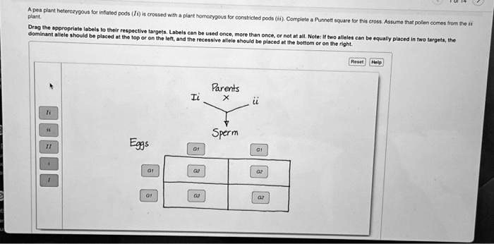 A pea plant heterozygous for inflated pods (Ii) is crossed with a plant ...
