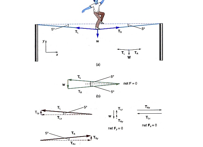 SOLVED: (a) Calculate the tension in a vertical strand of spiderweb if ...