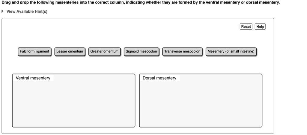 Drag and drop the following mesenteries into the correct column ...