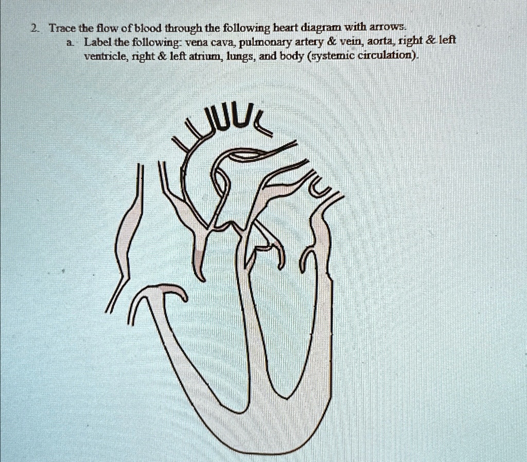 2. Trace the flow of blood through the following heart diagram with ...
