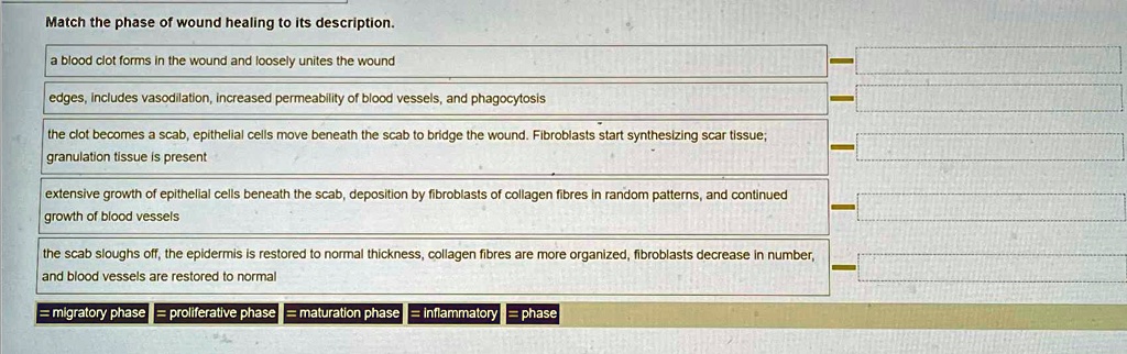 SOLVED: Match the phase of wound healing to its description ...