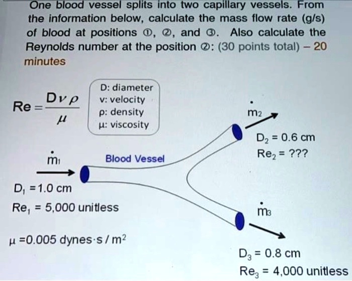 SOLVED: One blood vessel splits into two capillary vessels. From the ...