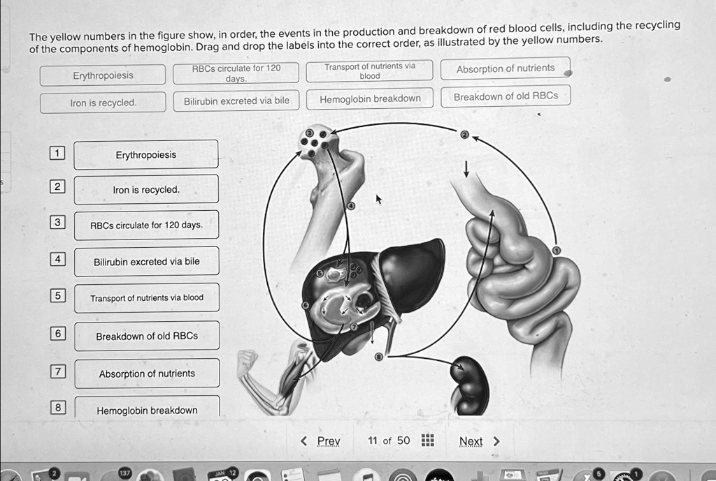 The yellow numbers in the figure show, in order, the events in the ...