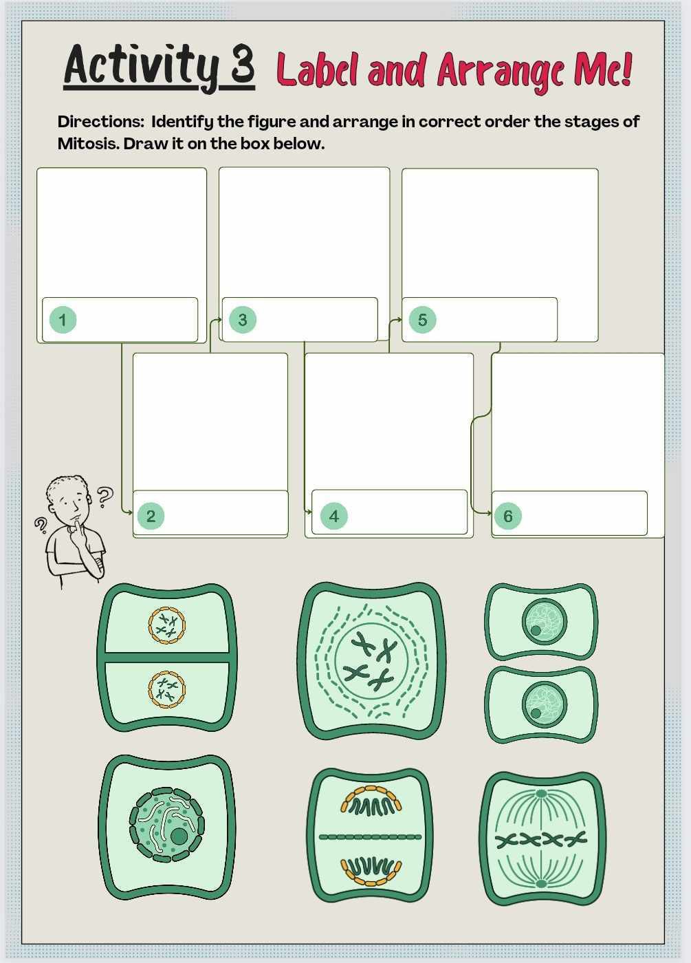 Activity 3 Label and Appange Me! Directions: Identify the figure and ...
