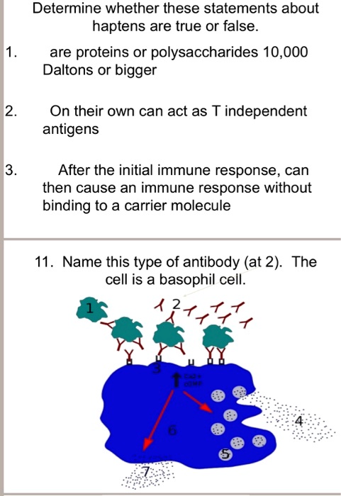 SOLVED:Determine whether these statements about haptens are true or ... SOLVED:Determine whether these statements about haptens are true or ...