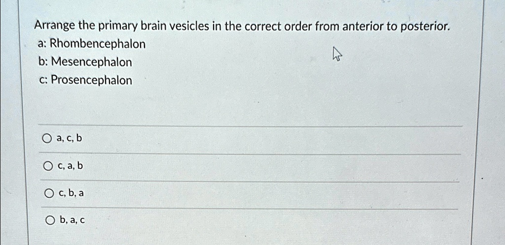 arrange the primary brain vesicles in the correct order from anterior ...