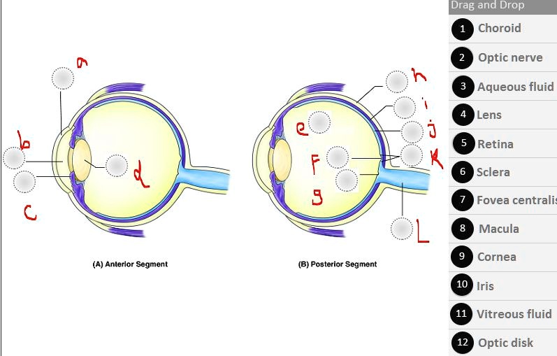 [GET ANSWER] Drag and Drop 1 Choroid 2 Optic nerve 3 Aqueous fluid 4 Lens 5 Retina 6 Sclera 7 ...