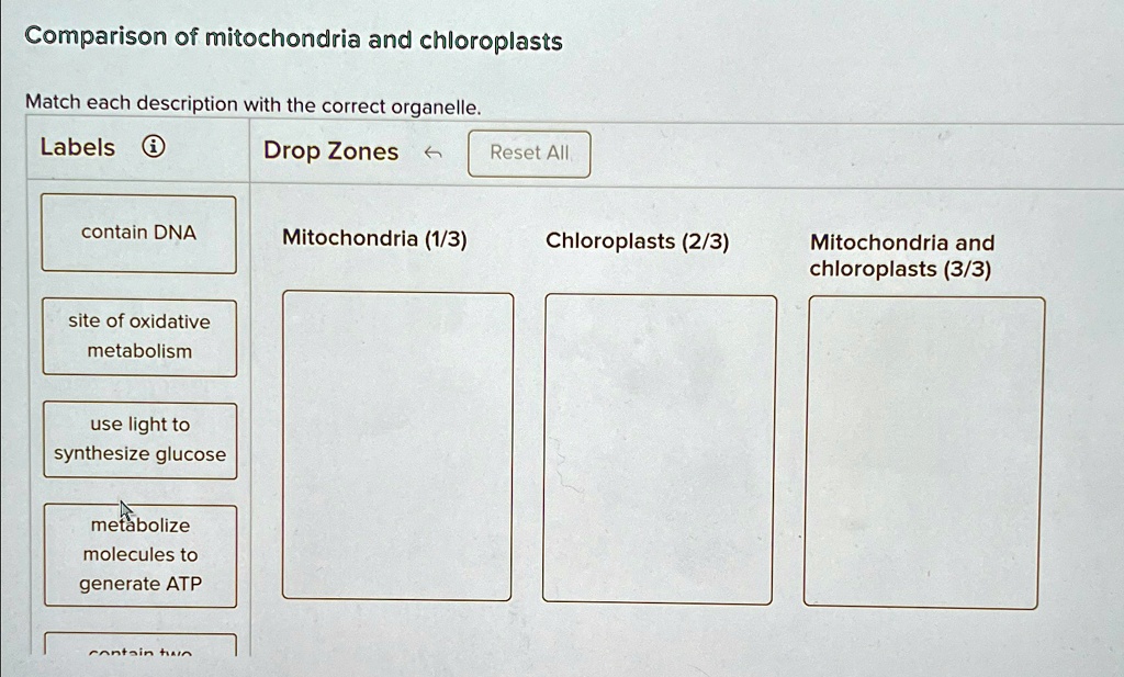 Comparison of mitochondria and chloroplasts Match each description with ...