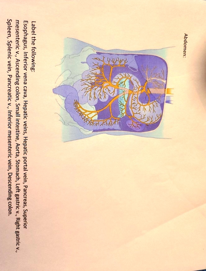 SOLVED: Label the following: Abdomen: Spleen, Splenic vein, Pancreatic ...