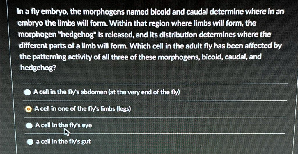 SOLVED: In a fly embryo, the morphogens named bicoid and caudal ...