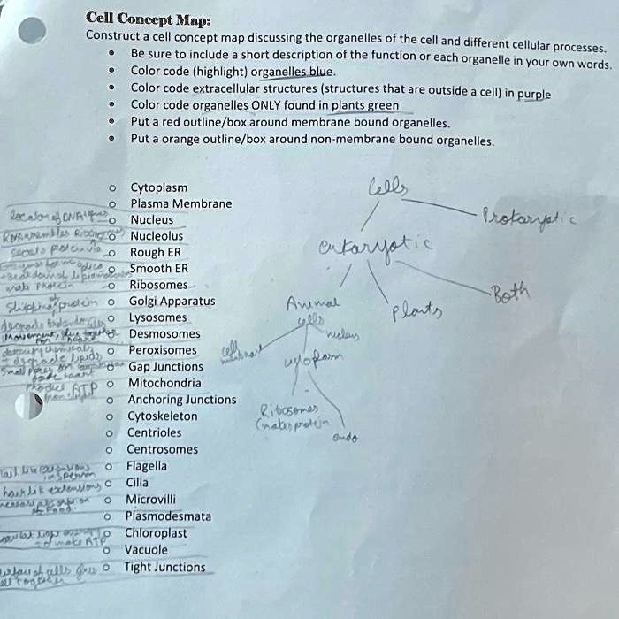 Cell Concept Map: Construct a cell concept map discussing the ...