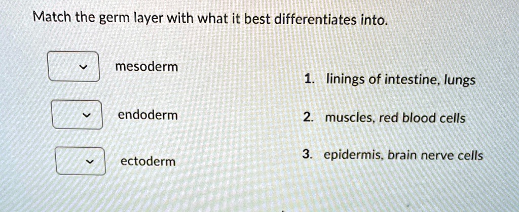 SOLVED: 'Help please Match the germ layer with what it best ...