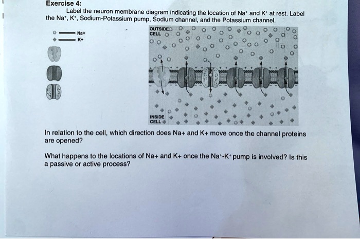 SOLVED: Exercise 4: Label the neuron membrane diagram indicating the ...