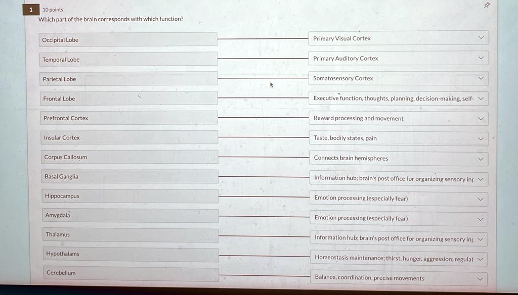 1 10 points Which part of the brain corresponds with which function? Occipital Lobe Temporal ...