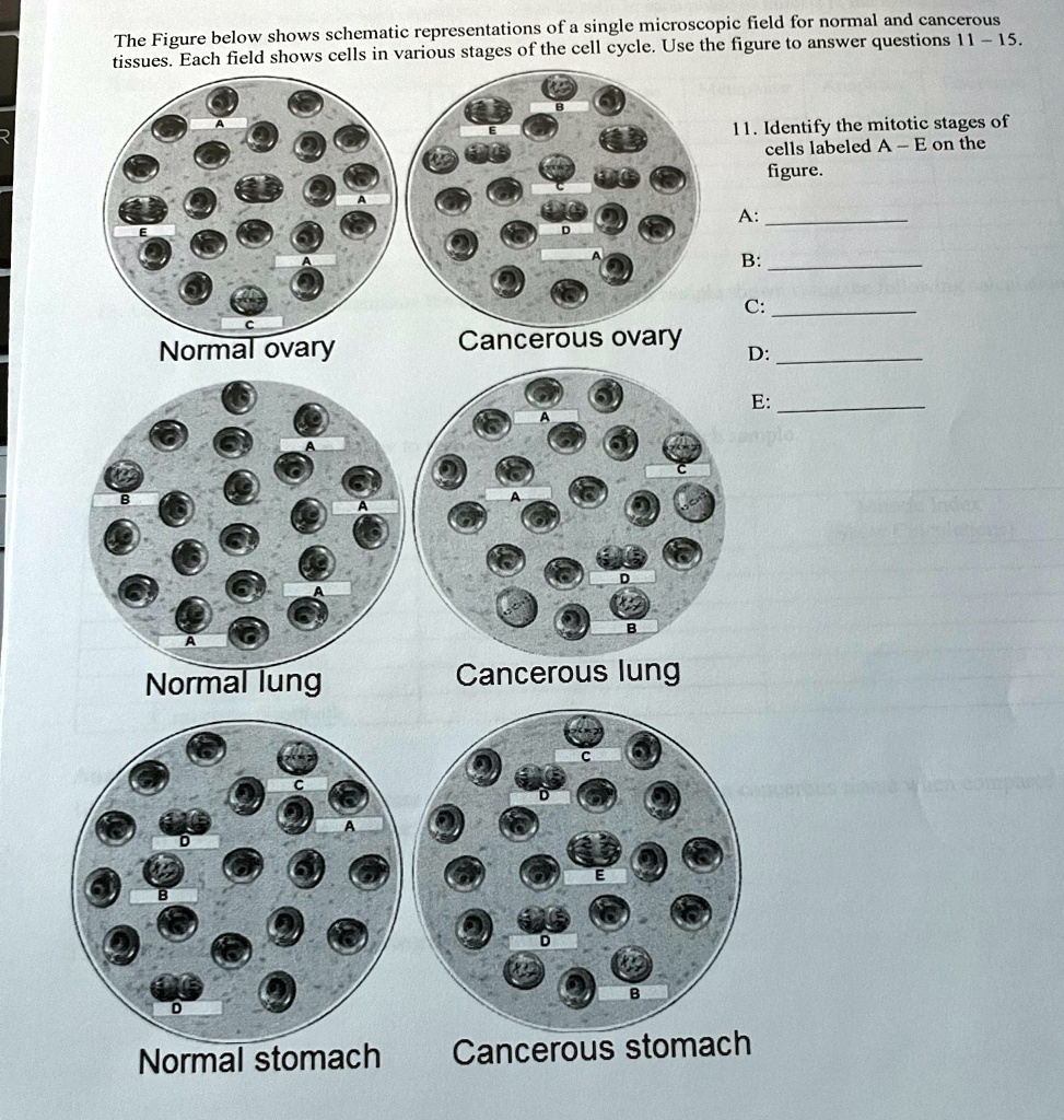 The Figure below shows schematic representations of a single ...