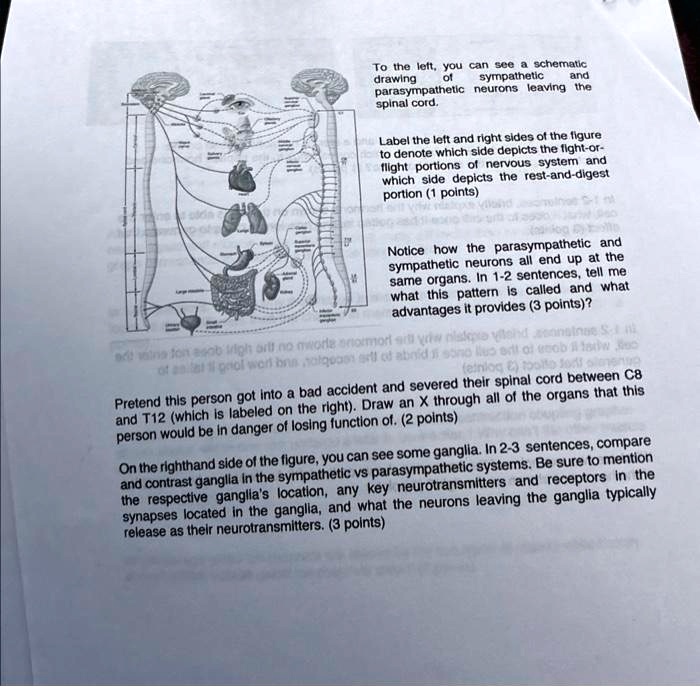 To the left, you can see a schematic drawing of sympathetic and ...