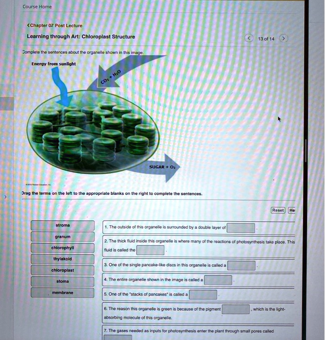 Chapter 5 Postlecture Learning through Art: Chloroplast Structure ...