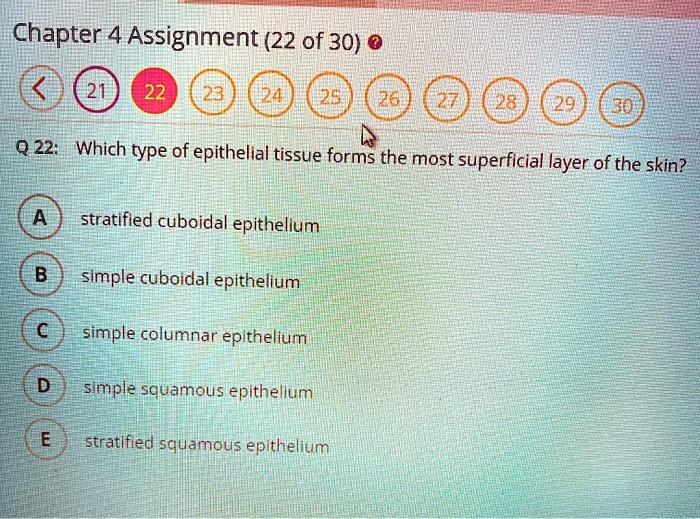 SOLVED: Q22: Which type of epithelial tissue forms the most superficial ...