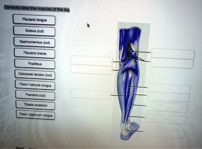 Correctly Label The Muscles Of The Leg