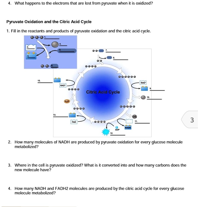 SOLVED:What happens to the electrons that are lost from pyruvate when ...