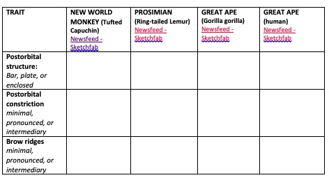 TRAIT NEW WORLD PROSIMIAN GREAT APE GREAT APE MONKEY (Tufted (Ring ...